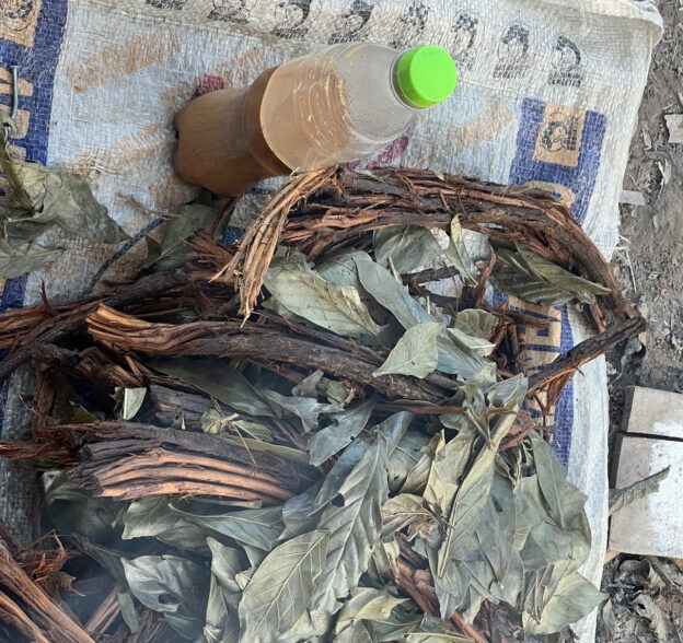 963 Tribe Church - Ayahuasca | Bufo | San Pedro | Mushrooms - Las Vegas ...